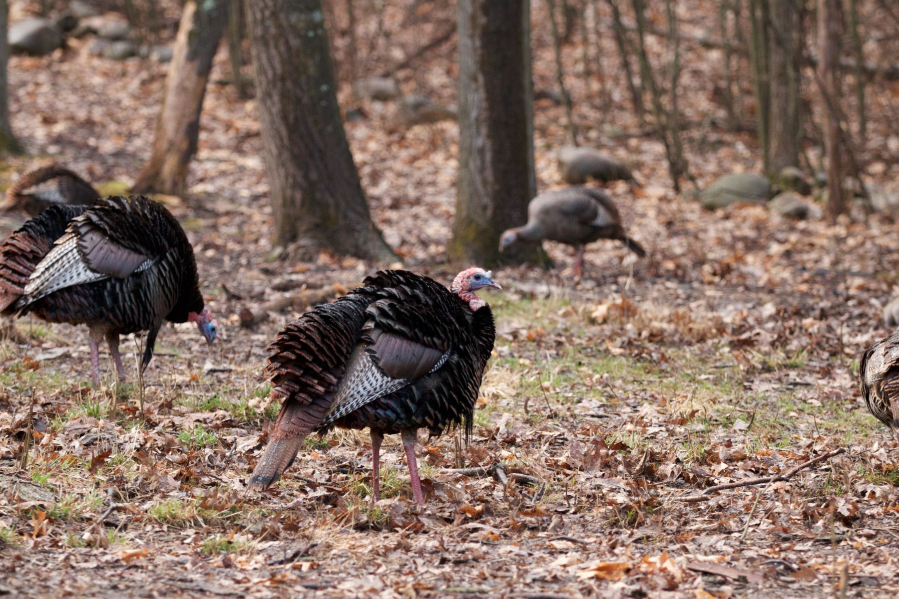 Wild turkeys: A Minnesota conservation success story – knickpoints